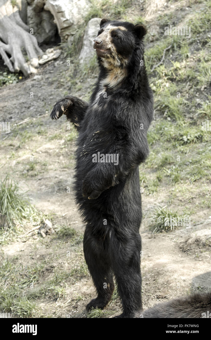 Vienna, Schoenbrunn, bear, Austria, 13. district, Schoenbrunn zoo Stock ...