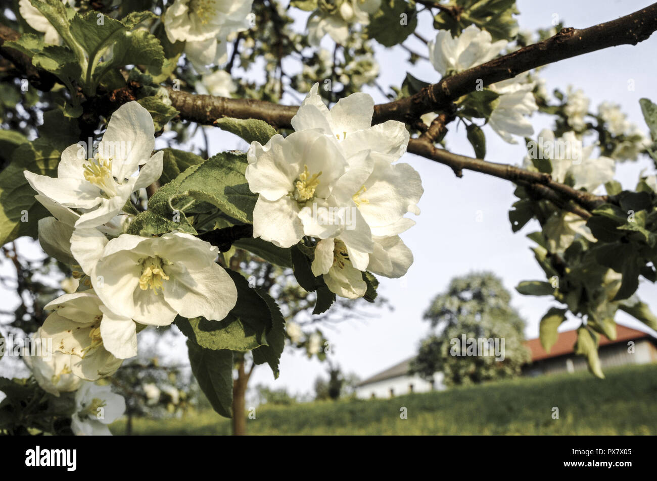 Apple tree in bloom, Austria, Lower Austria, Mostviertel Stock Photo ...