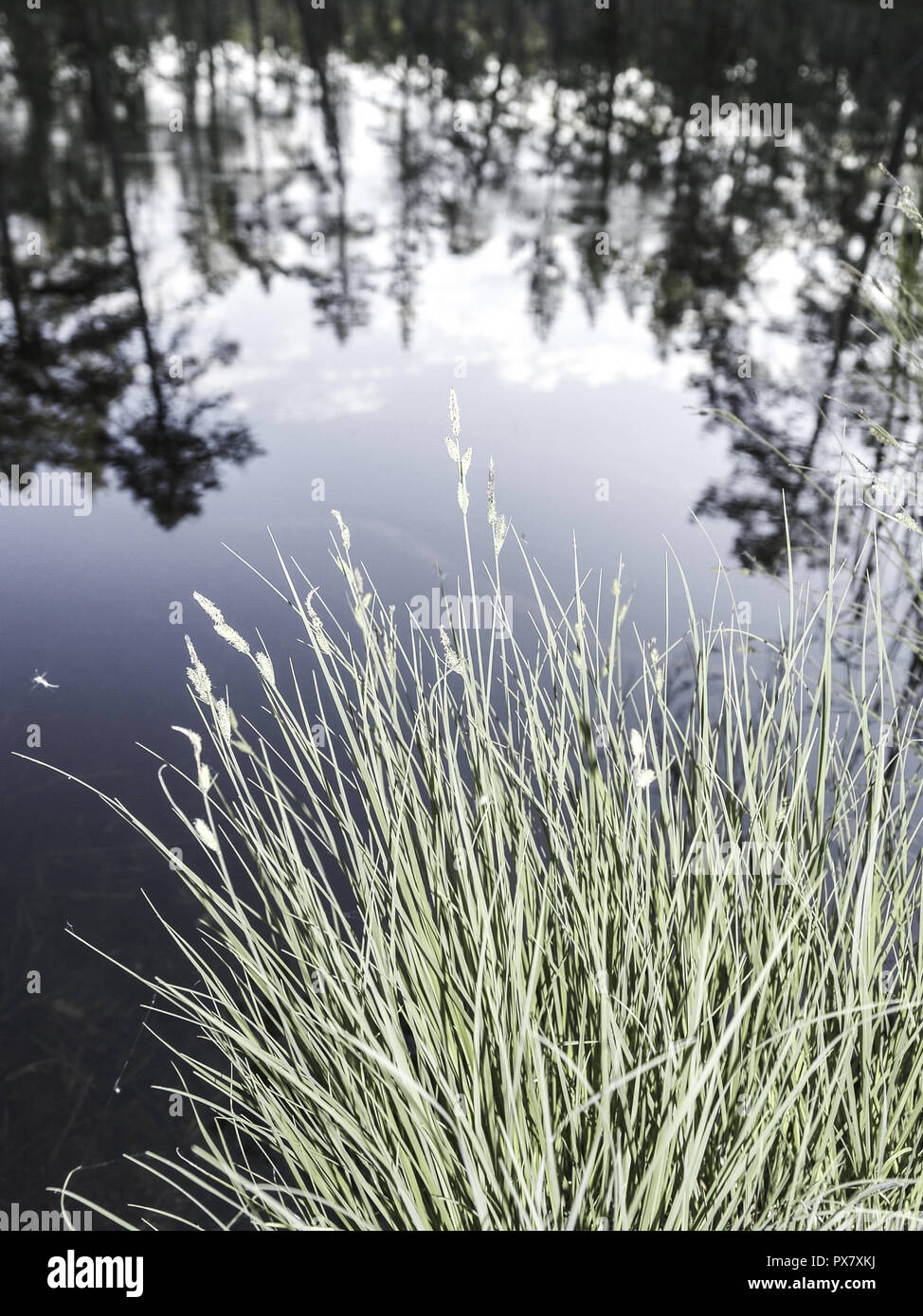 Lemmenjoki national park, Finland, Lapland, Lemmenjoki Stock Photo - Alamy