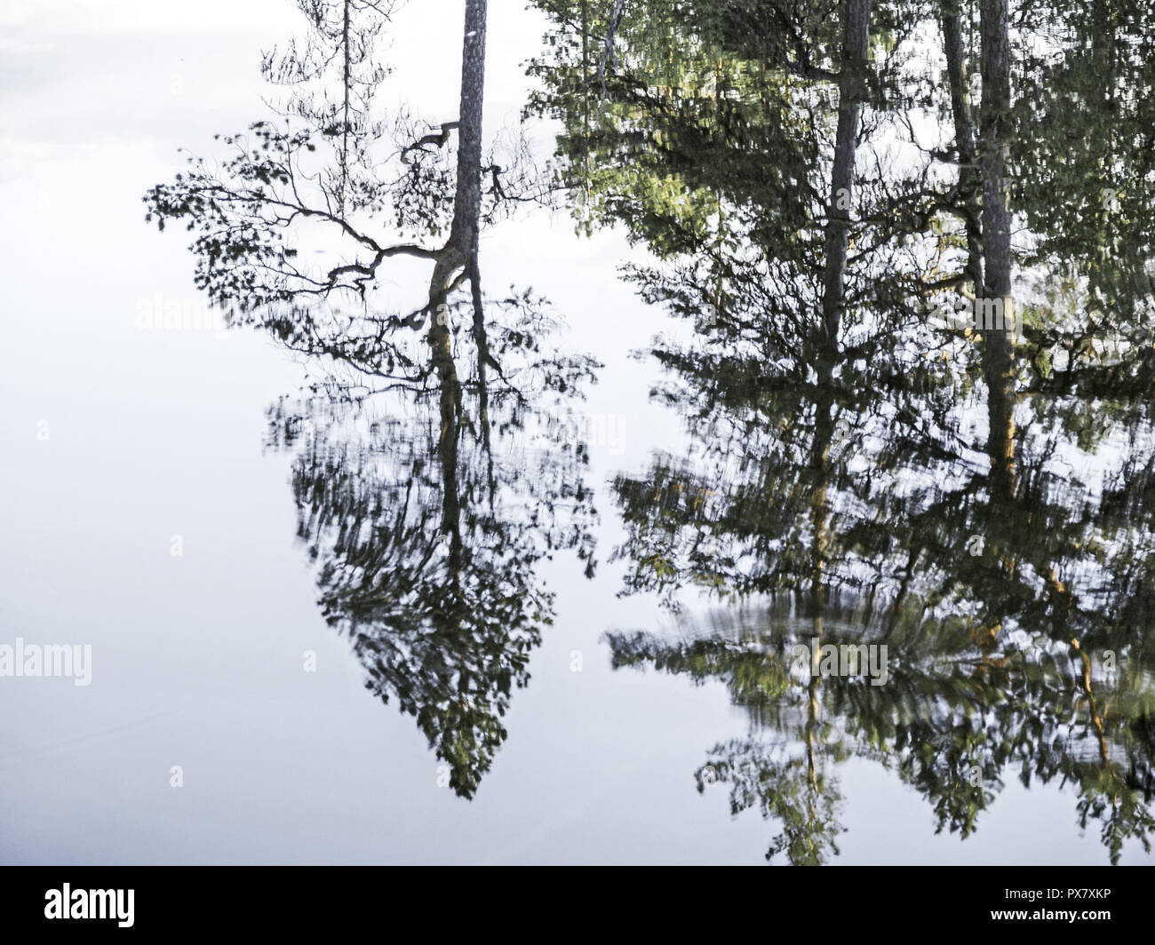 Lemmenjoki national park, Finland, Lapland, Lemmenjoki Stock Photo - Alamy