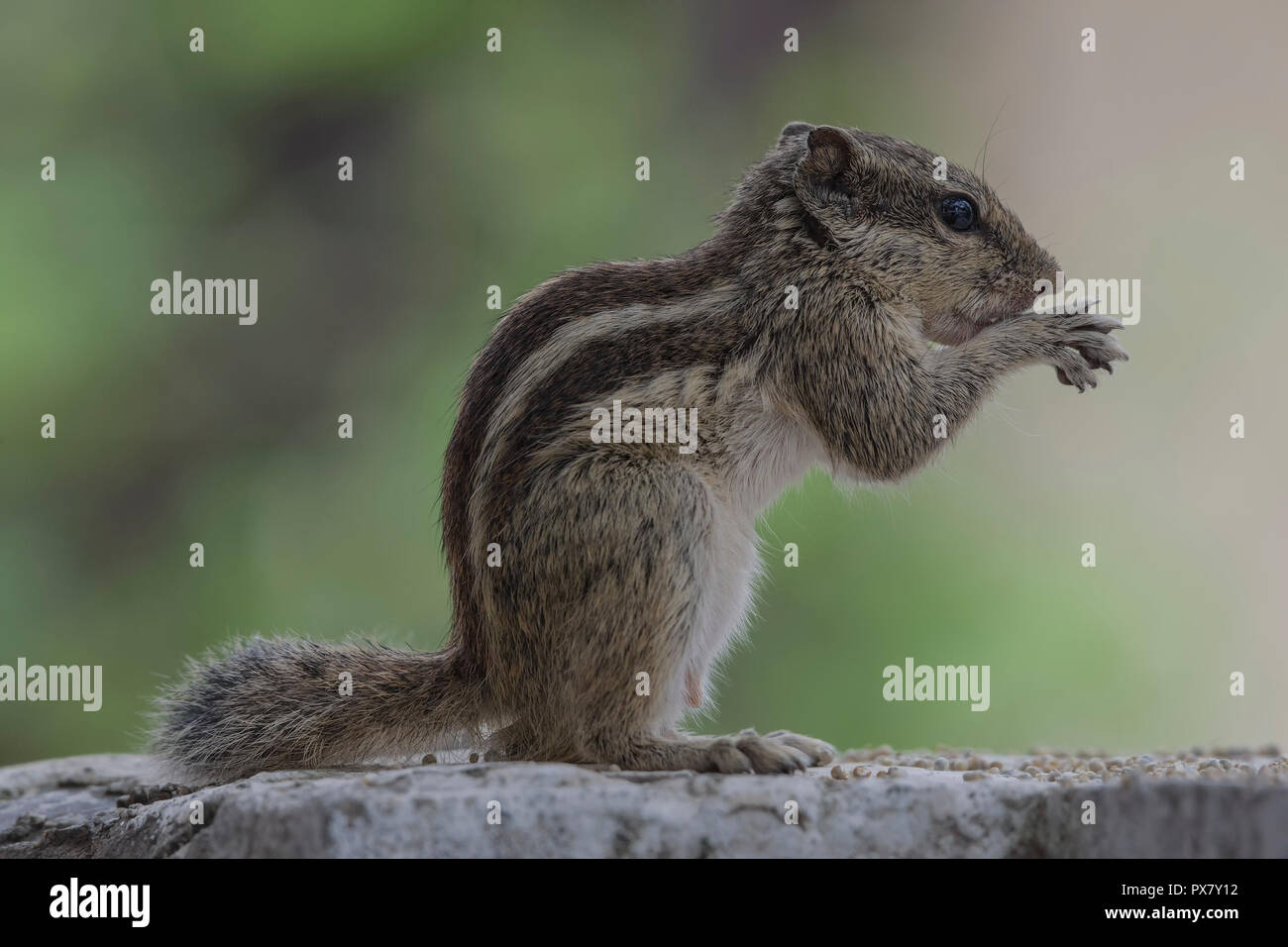 Indian palm squirrel (Funambulus palmarum) having food close-up Stock ...