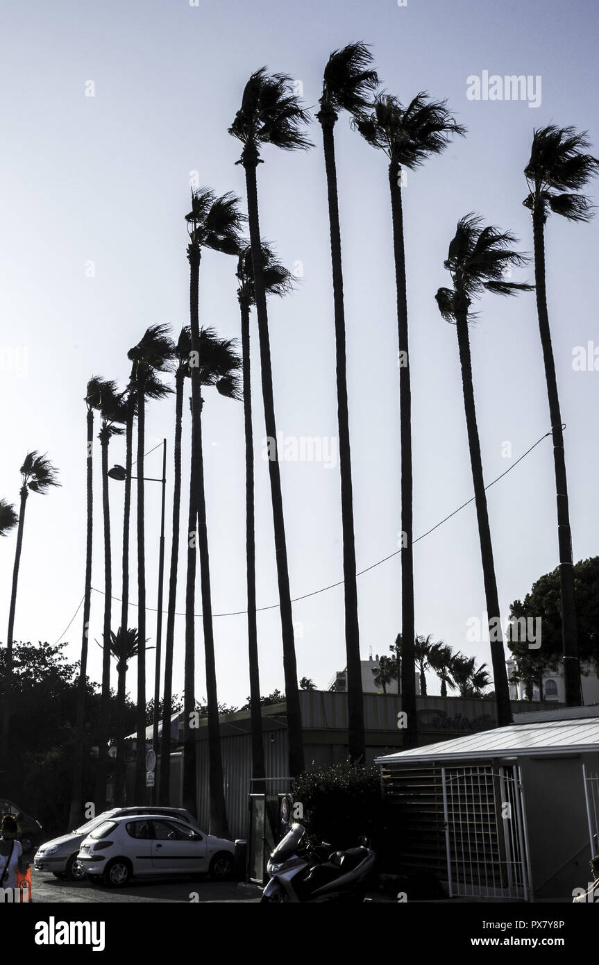 Cannes, palm trees, France, Cote d Azur Stock Photo - Alamy