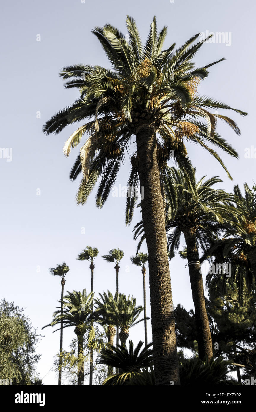 Cannes, palm trees, France, Cote d Azur Stock Photo - Alamy