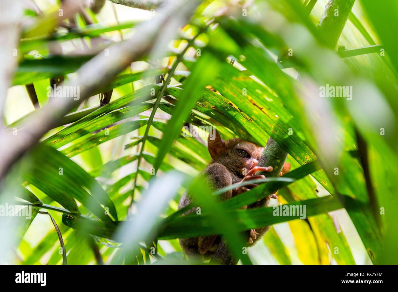 Philippine tarsier hi-res stock photography and images - Alamy