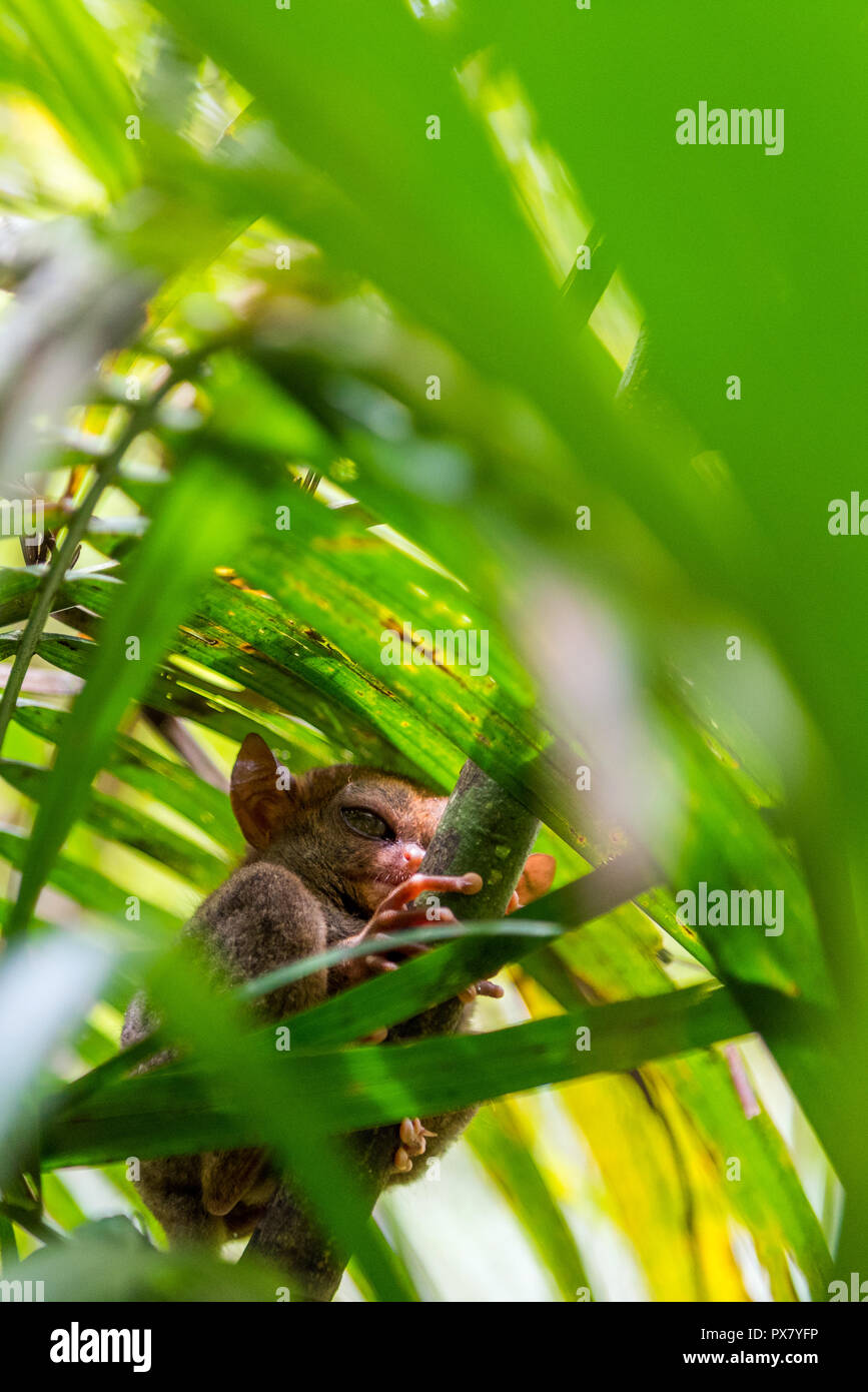 Philippine tarsier sitting on a tree, Bohol, Philippines. With ...