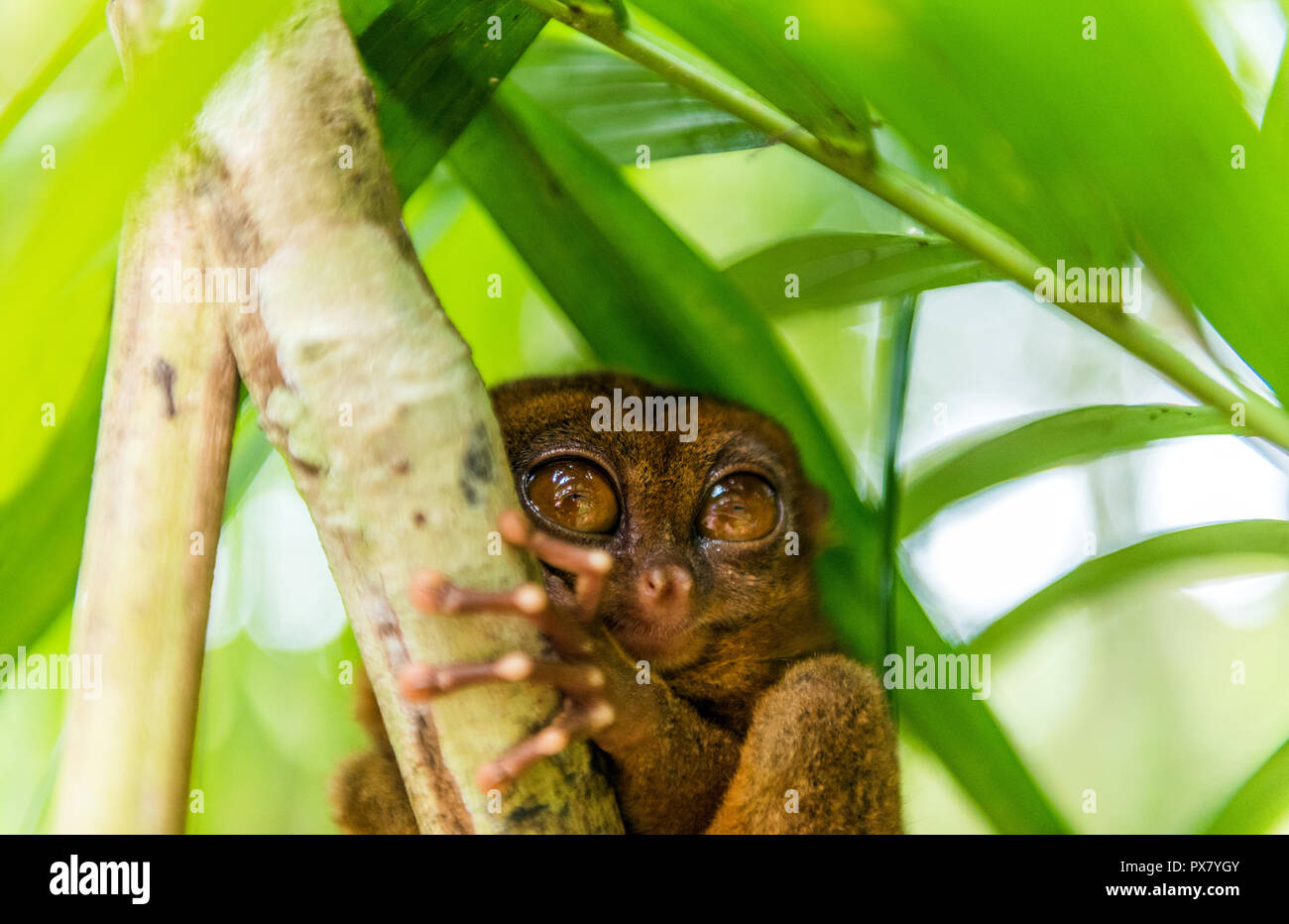 Philippine tarsier sitting on a tree, Bohol, Philippines. With ...