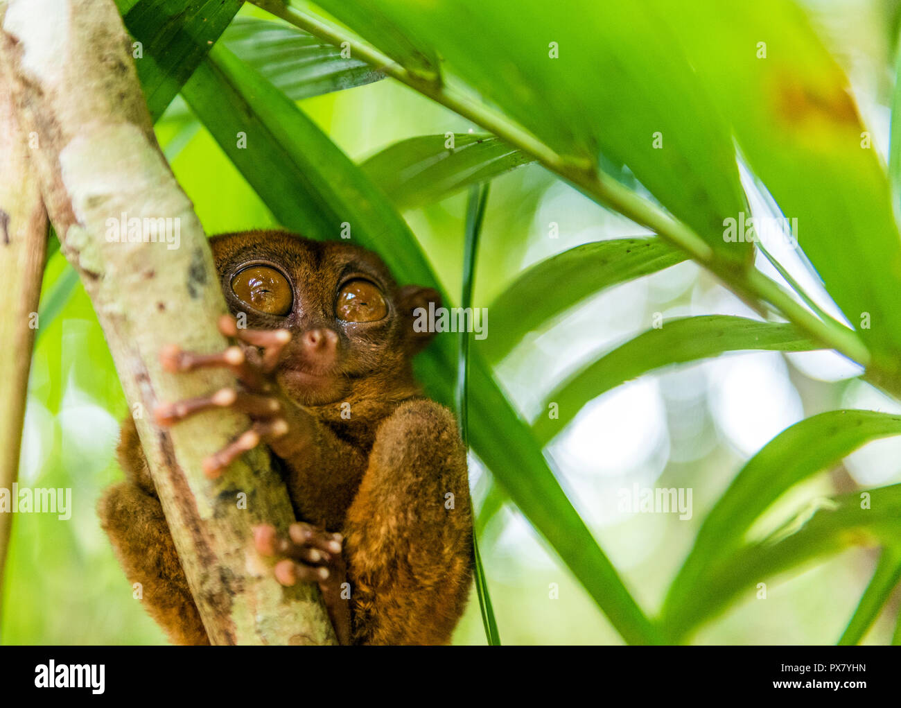 Philippine monkey hi-res stock photography and images - Alamy