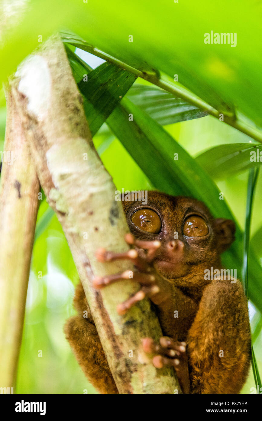 Philippine tarsier sitting on a tree, Bohol, Philippines. With ...