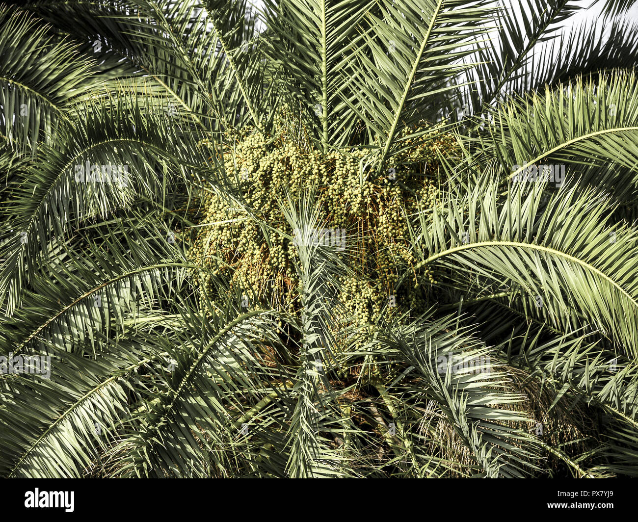 Palm tree, Monaco Stock Photo - Alamy