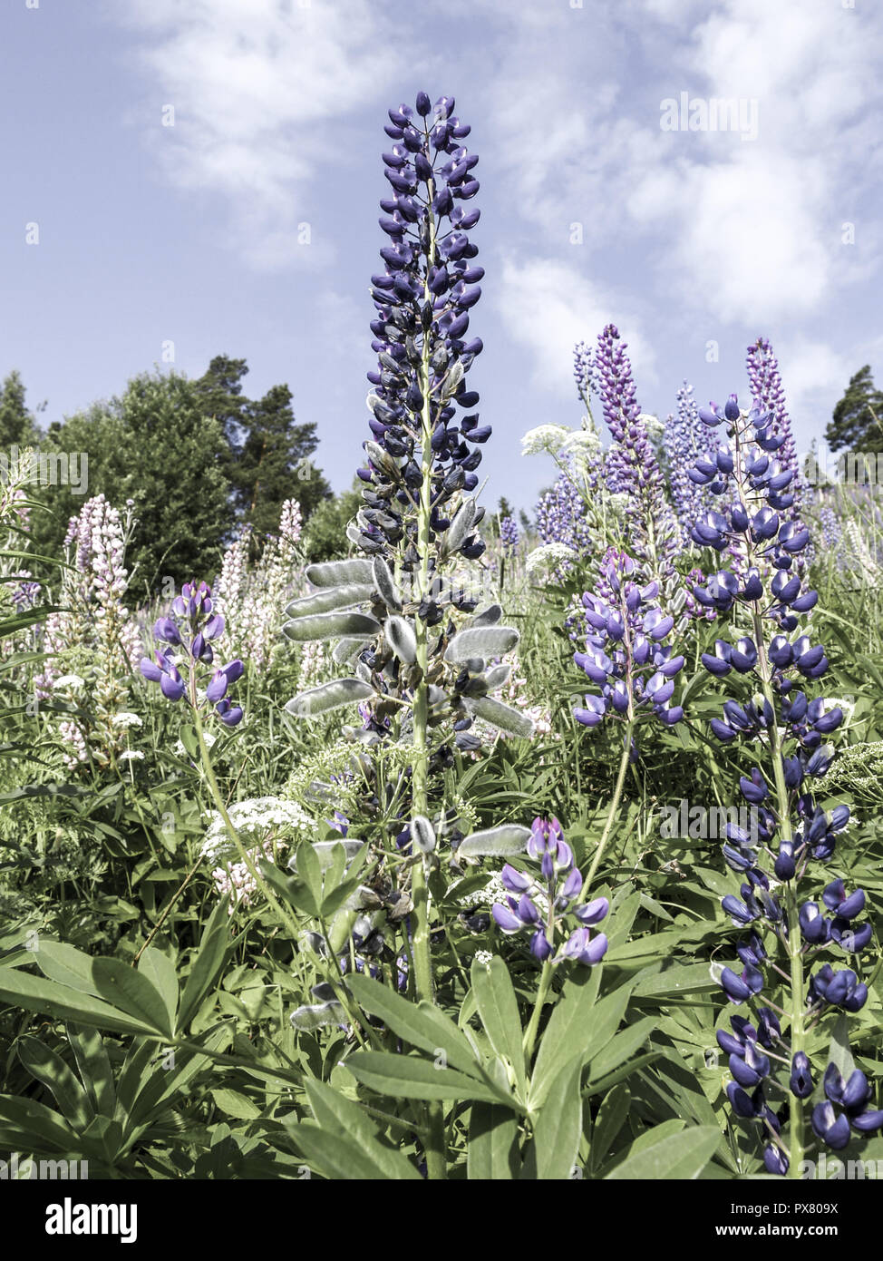 Soedermanland hi-res stock photography and images - Alamy