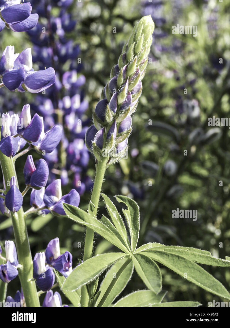 Soedermanland hi-res stock photography and images - Alamy