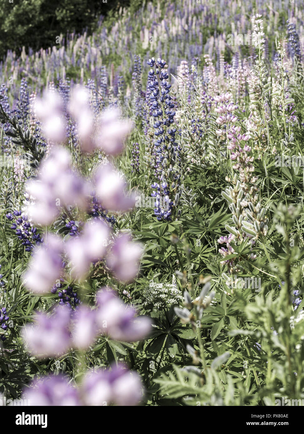 Soedermanland hi-res stock photography and images - Alamy