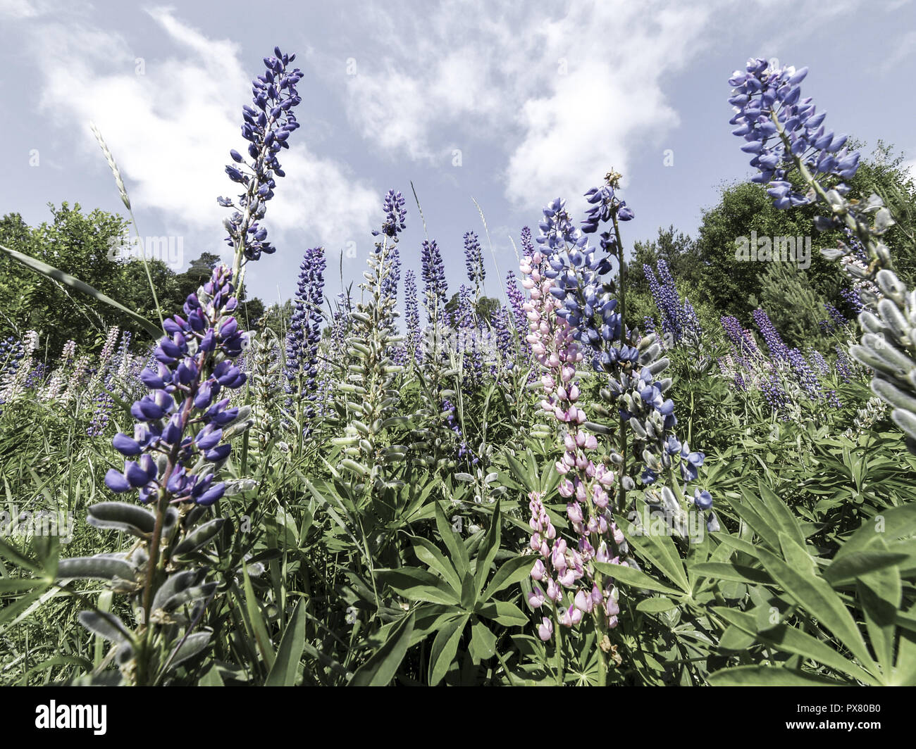 Soedermanland hi-res stock photography and images - Alamy