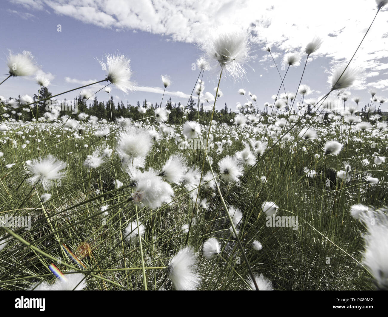 Cotton grass, Sweden, Norrland, Lapland Stock Photo - Alamy