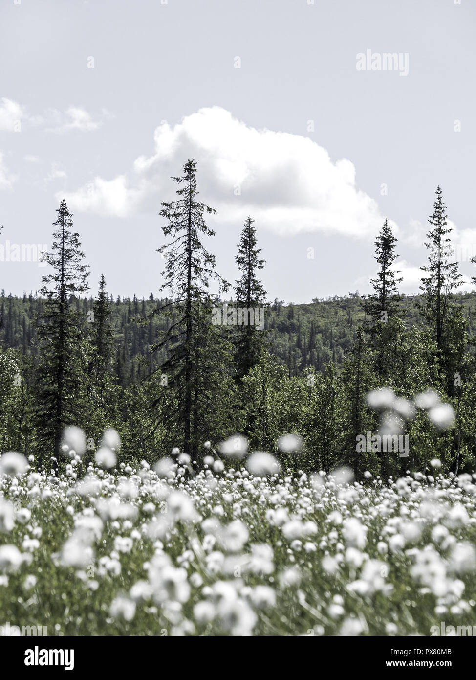 Cotton grass, Sweden, Norrland, Lapland Stock Photo - Alamy