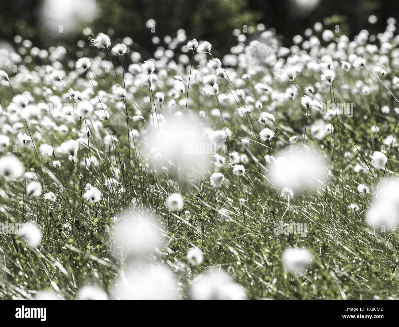 Cotton grass, Sweden, Norrland, Lapland Stock Photo - Alamy