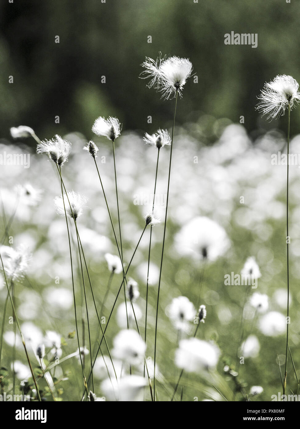 Cotton grass, Sweden, Norrland, Lapland Stock Photo - Alamy