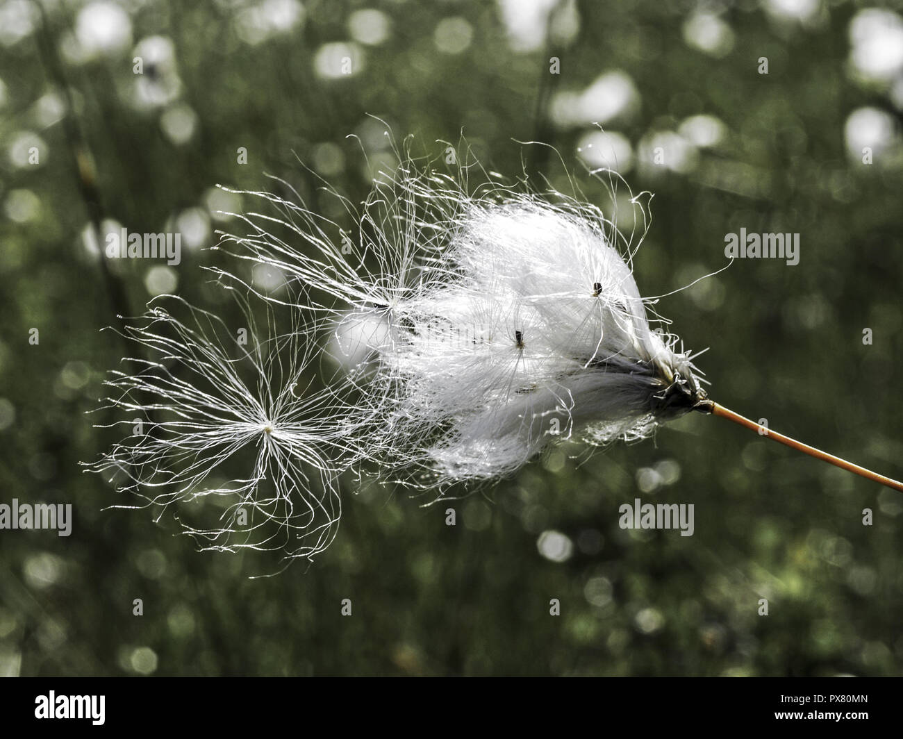 Cotton grass, Sweden, Norrland, Lapland Stock Photo - Alamy
