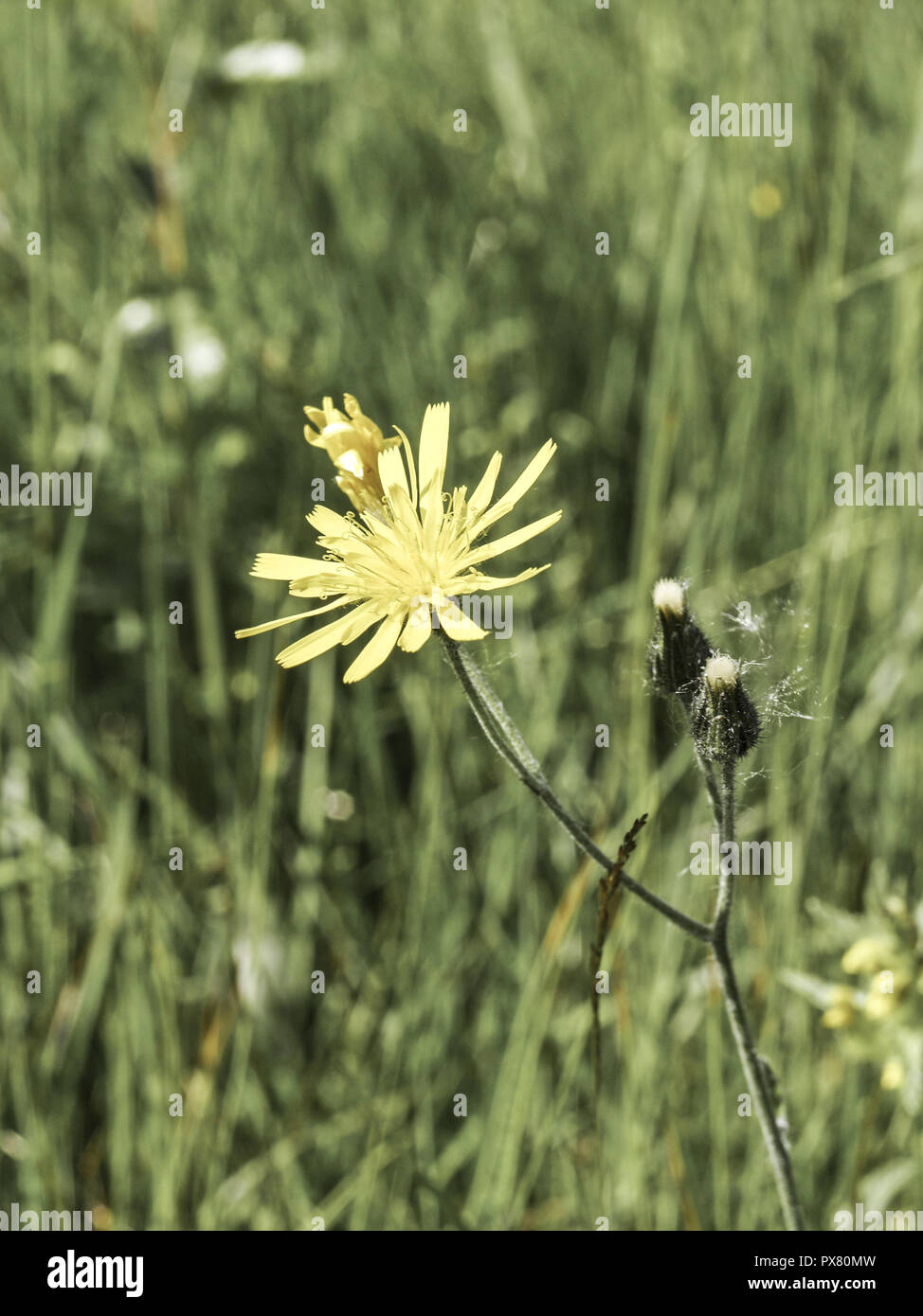 Flower, composite plant, Sweden, Norrland, Lapland Stock Photo - Alamy