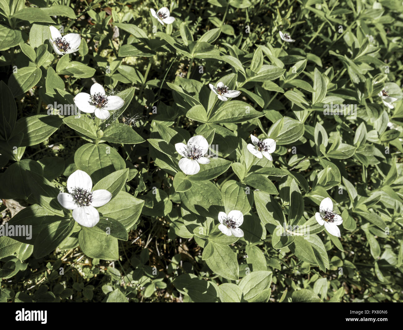 Plant, Sweden, Norrland, Lapland Stock Photo - Alamy