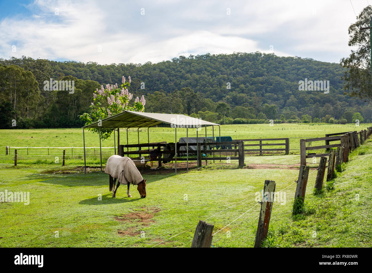 Colo colo hi-res stock photography and images - Alamy