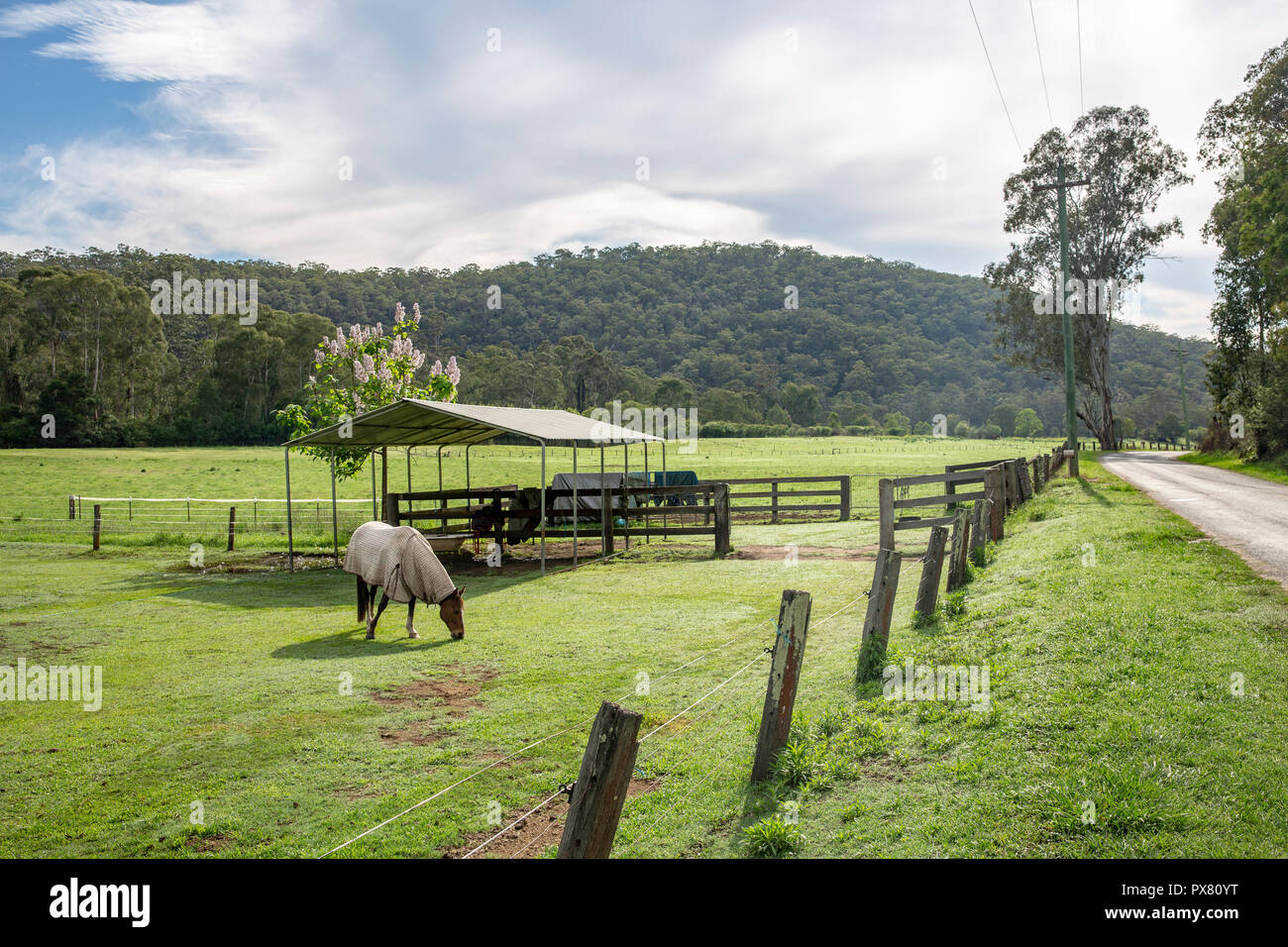 Colo colo hi-res stock photography and images - Alamy