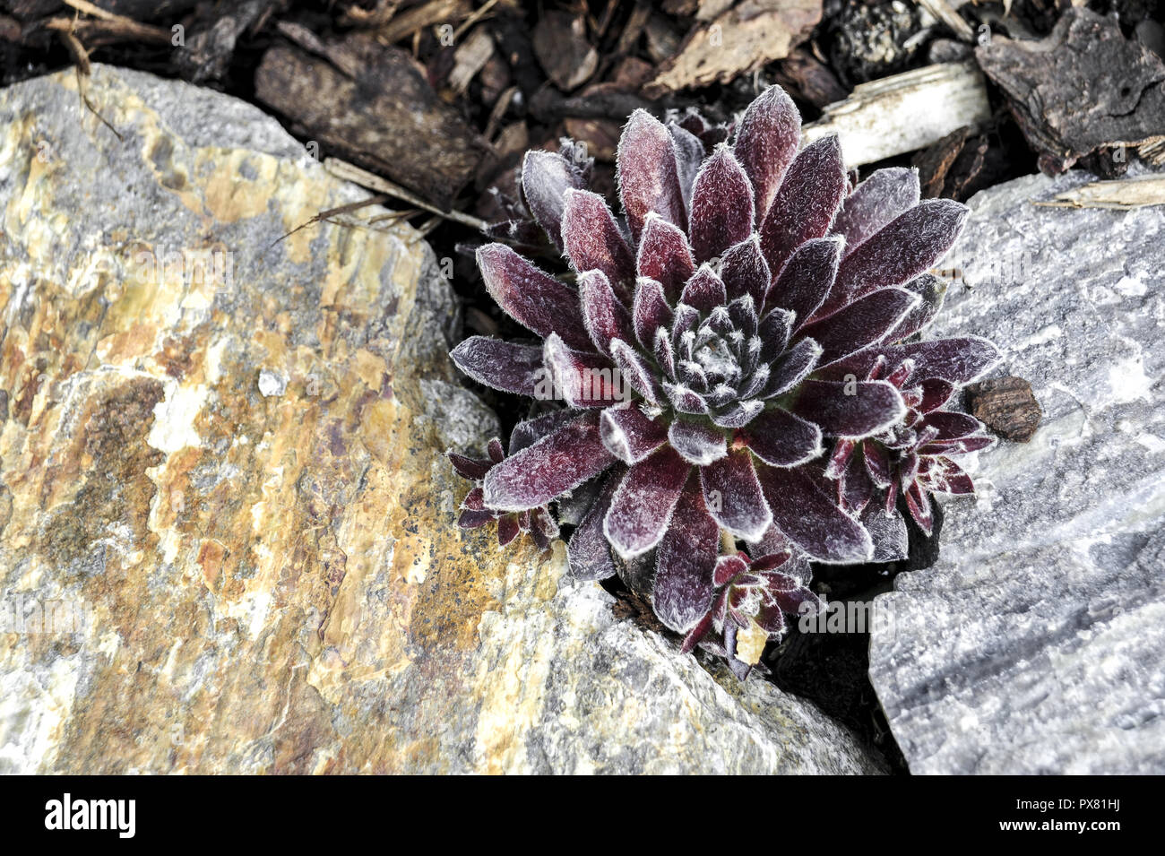 Stone wall, plant Stock Photo - Alamy