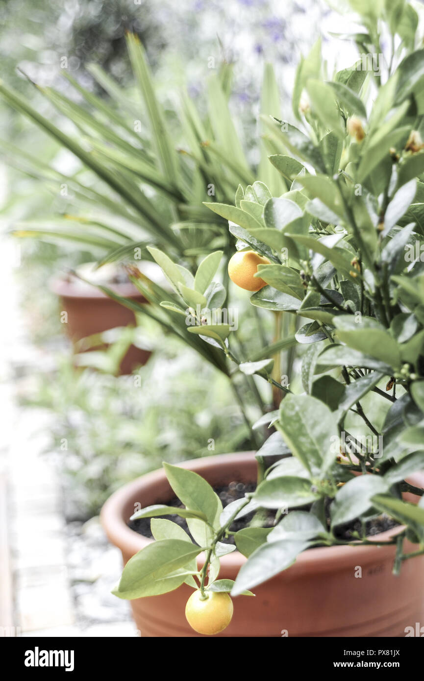 Citrus plant terrace hi-res stock photography and images - Alamy