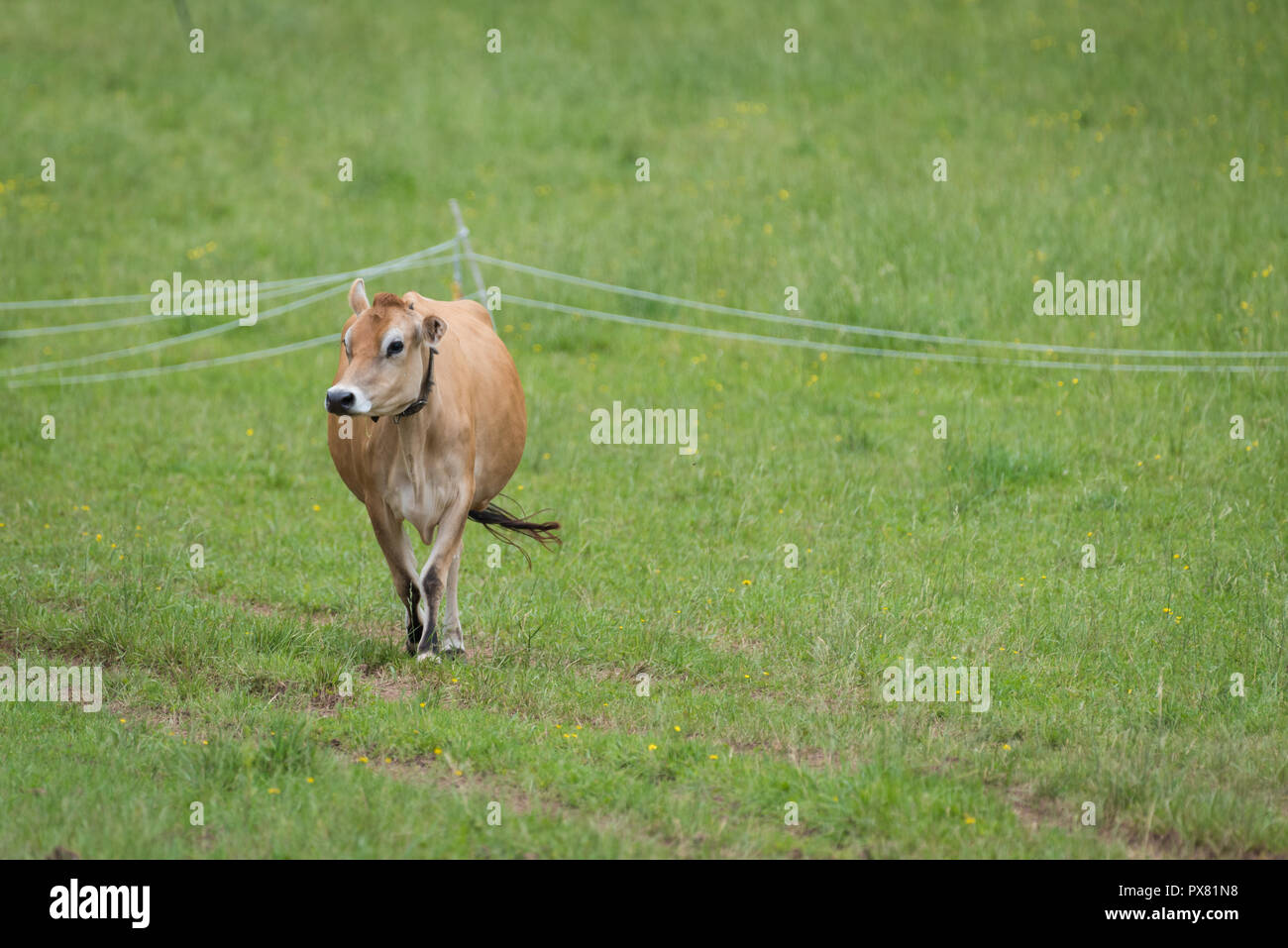 Cow tail hi-res stock photography and images - Alamy