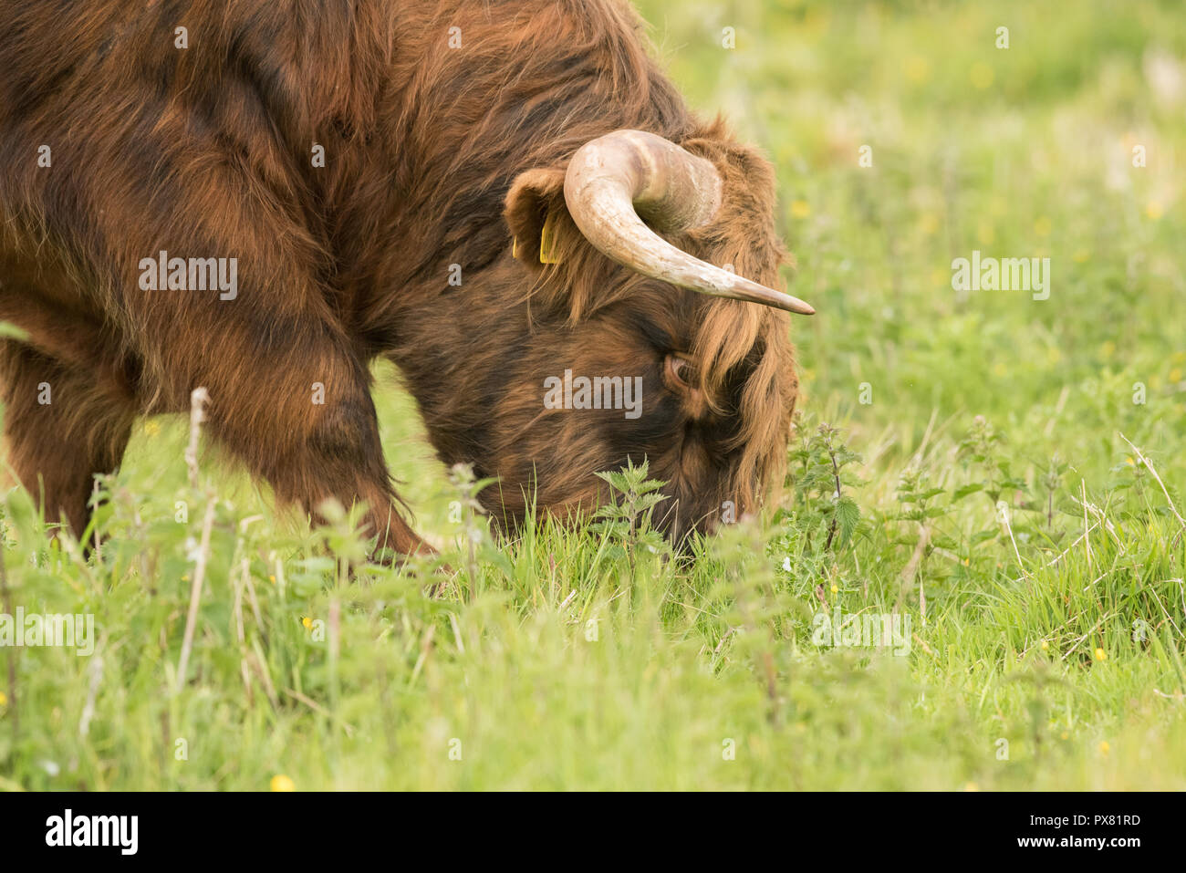 Bull eating hay hi-res stock photography and images - Alamy