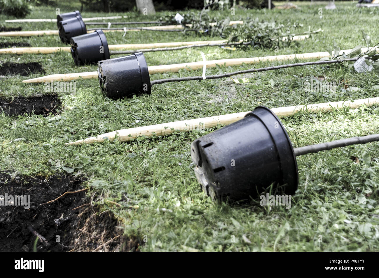 Planting holes, tree planting Stock Photo - Alamy