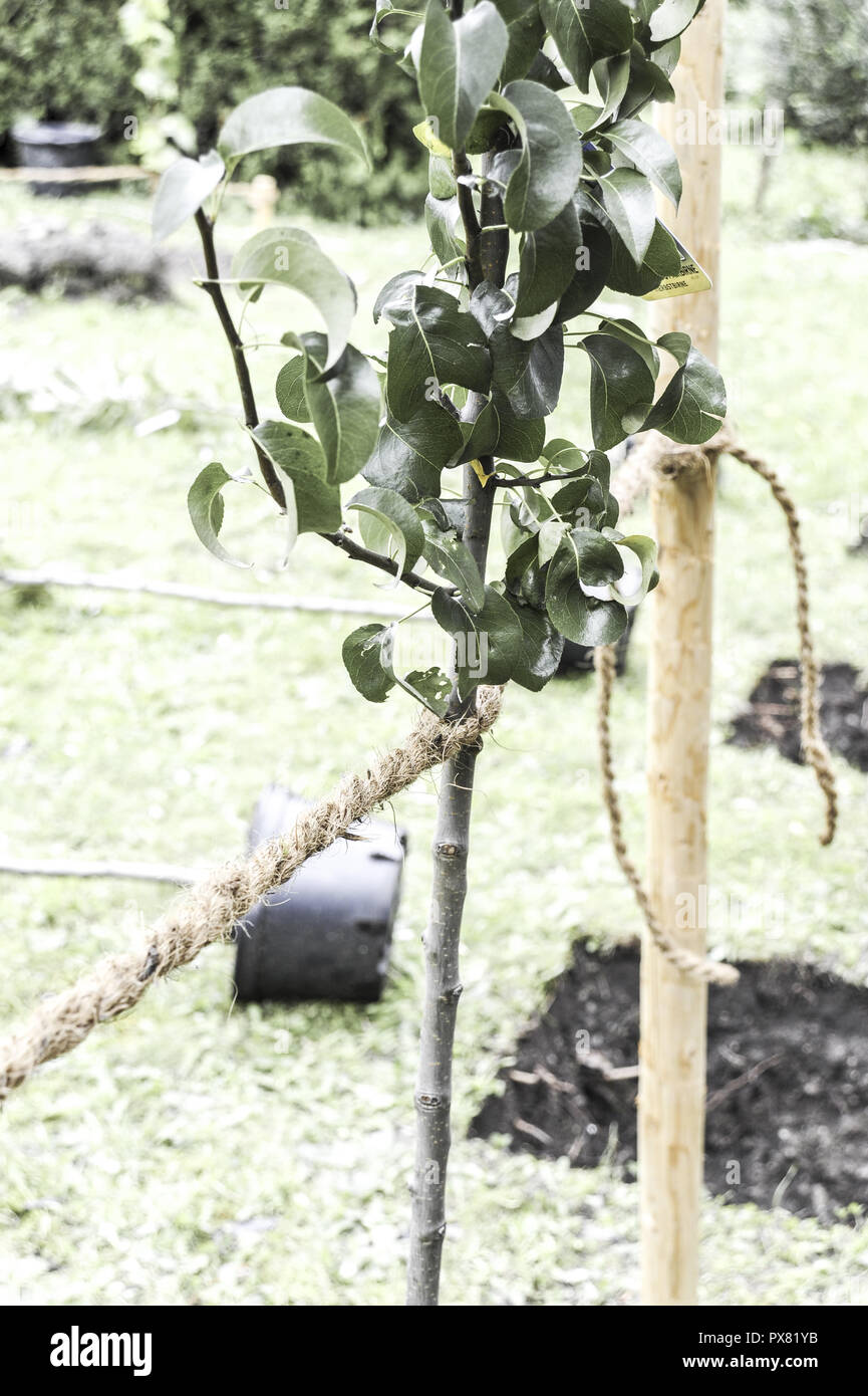 Planting holes, tree planting Stock Photo - Alamy