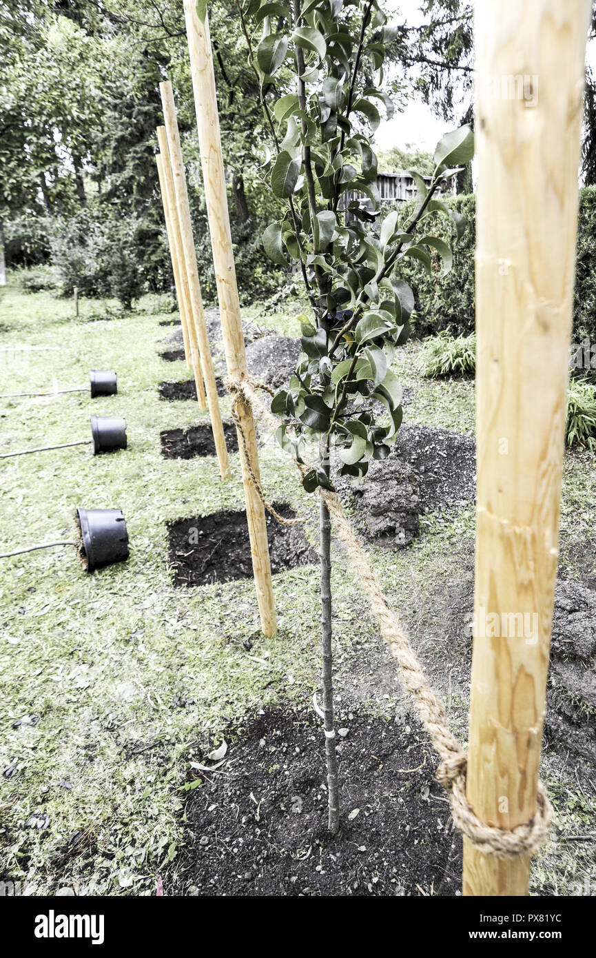 Planting holes, tree planting Stock Photo - Alamy
