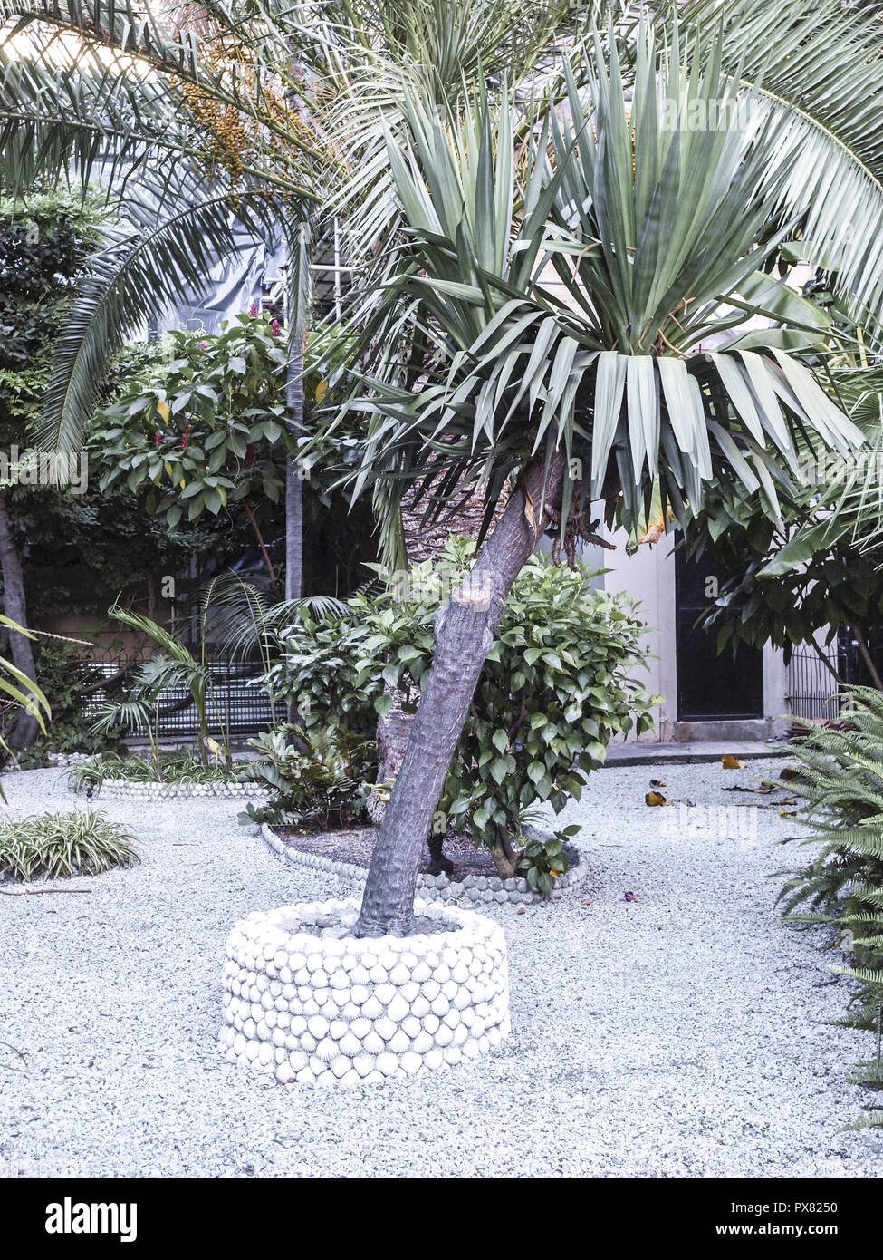 Palm tree, Gibraltar Stock Photo - Alamy