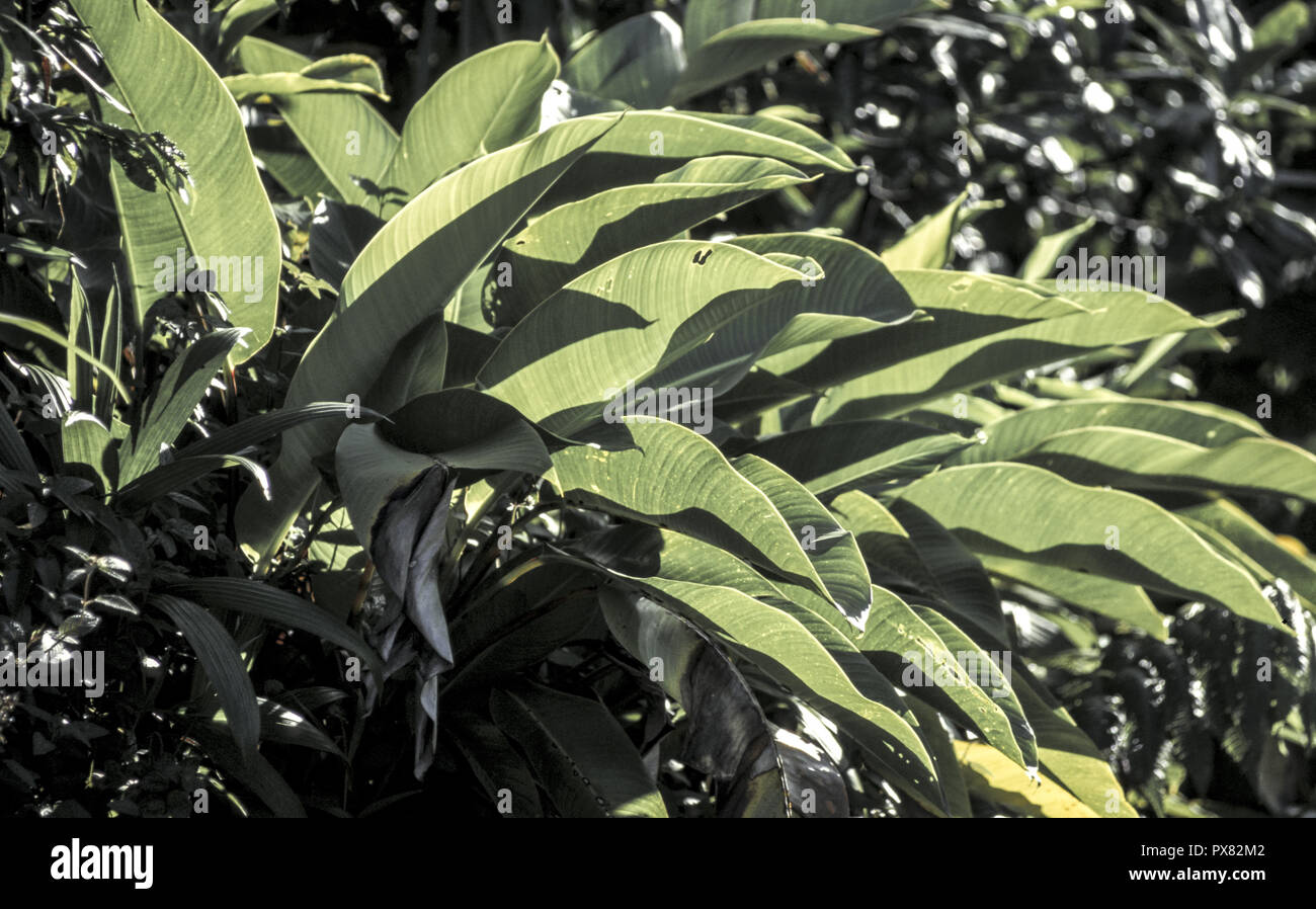 Dominica rainforest leaf plant hi-res stock photography and images - Alamy