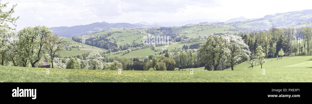 Pear tree in blossom, Austria, Lower Austria, Mostviertel Stock Photo ...