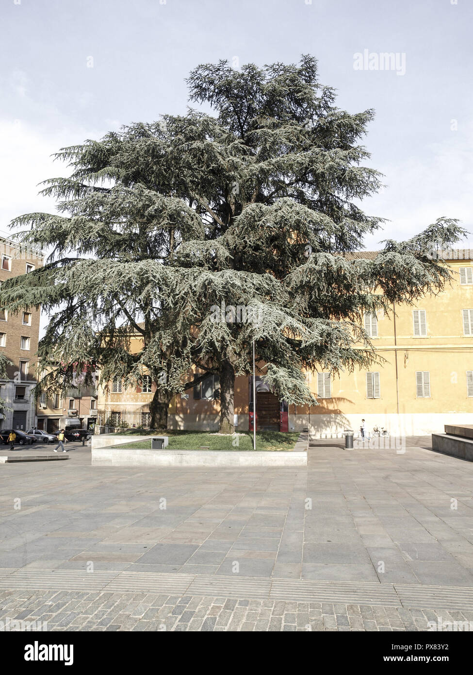 Tree at inner city, Italy, Emilia-Romagna, Reggio nell Emilia Stock ...
