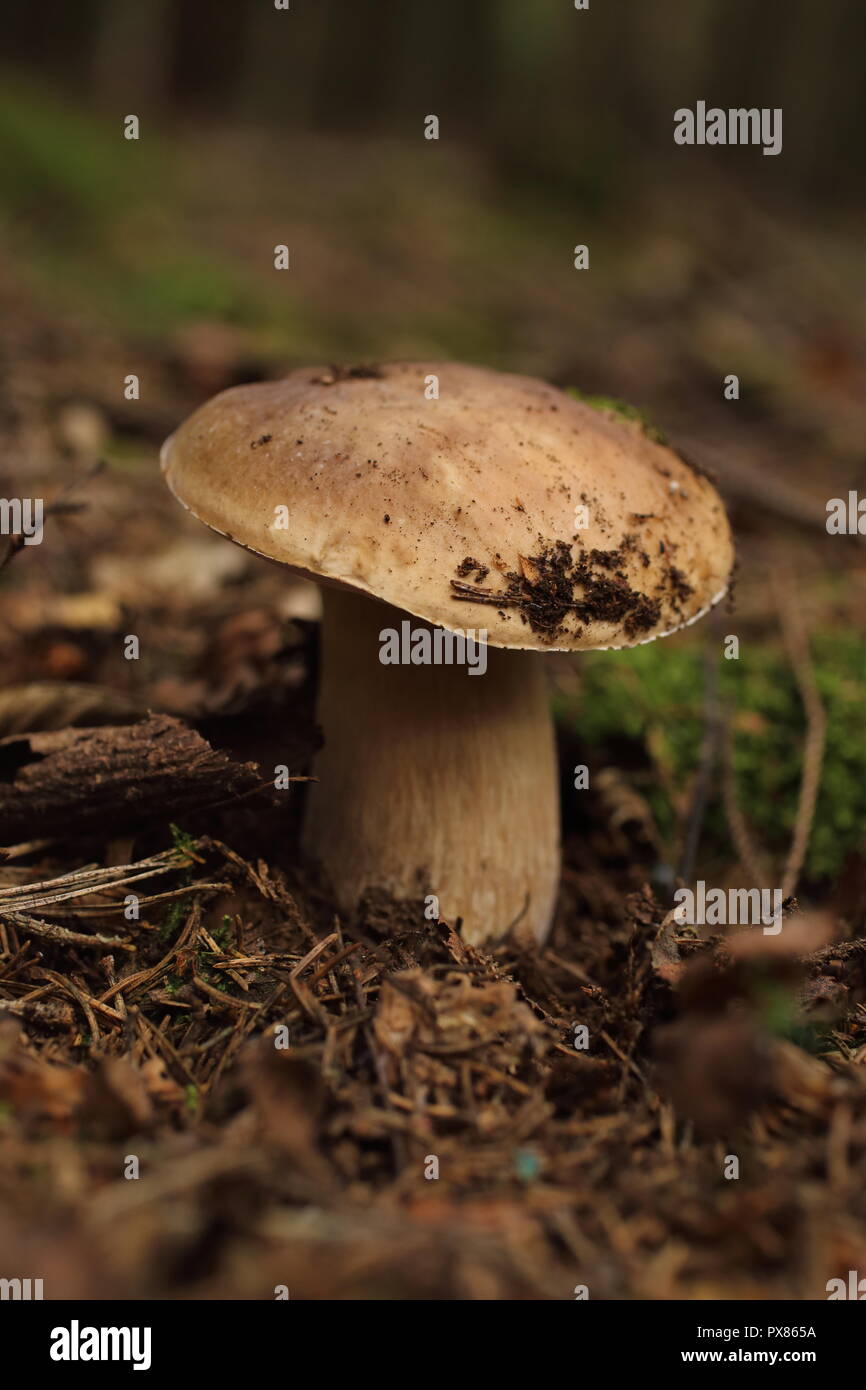 Boletus edulis edible mushroom in the forest in autumn Stock Photo - Alamy
