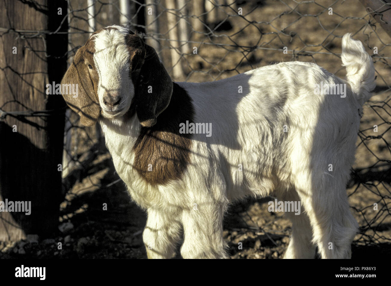 Caracul sheep, Namibia Stock Photo - Alamy
