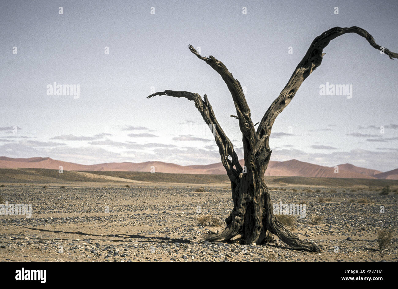 Tree skeleton in the desert, Namibia, Namib desert, Sesriem, Sossus ...