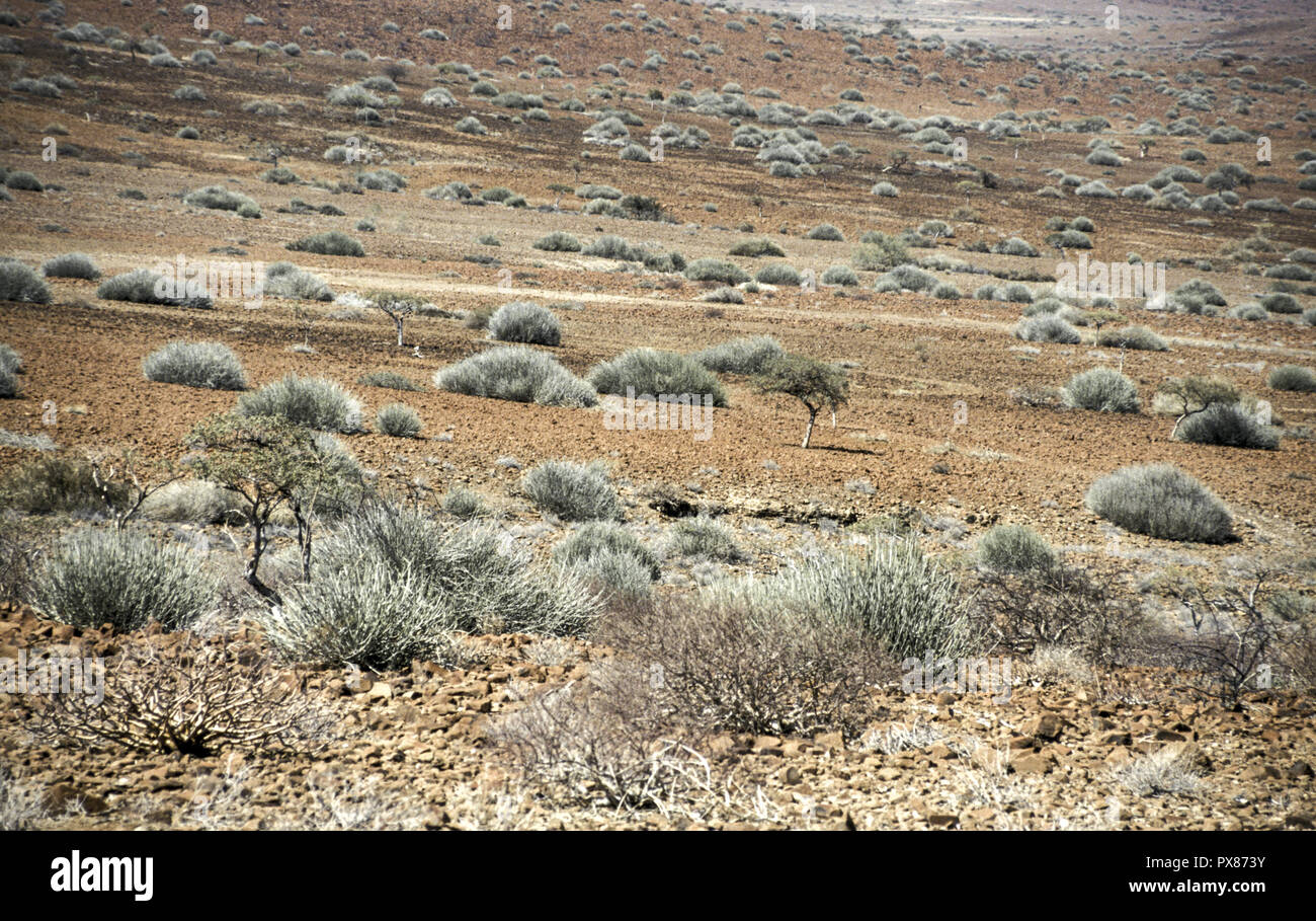 Red stone desert, bushes, Namibia Stock Photo - Alamy