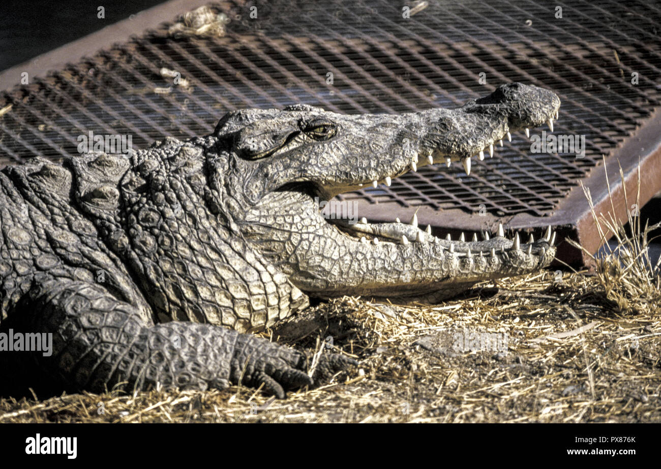 Africa crocodile ranch hi-res stock photography and images - Alamy