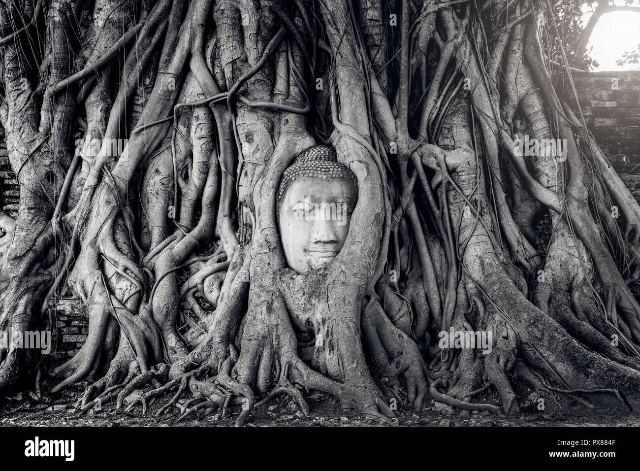 Ancient Buddha head in tree roots,A black and white photo Stock Photo ...