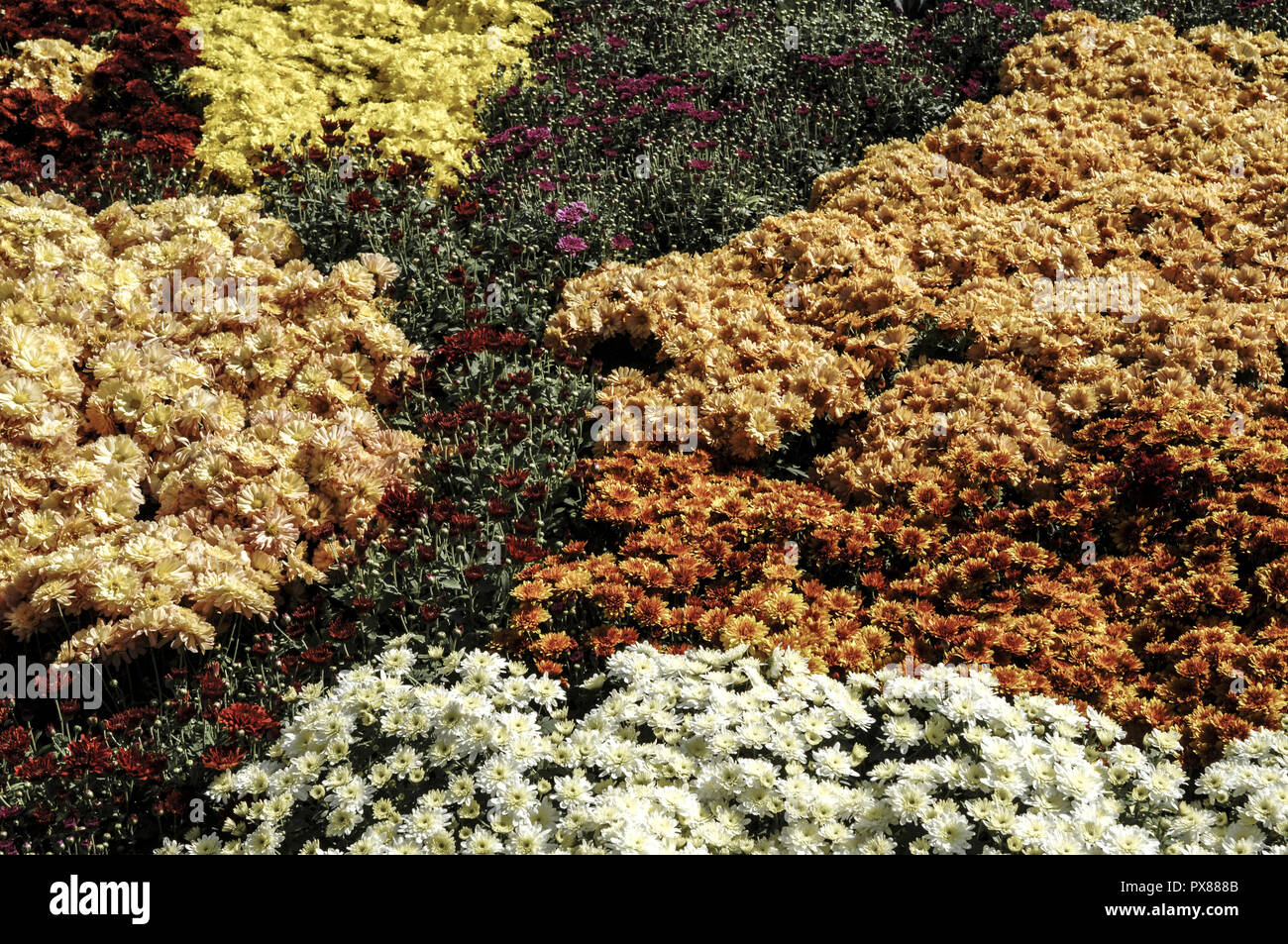 Flower decoration, Serbia-Montenegro, Belgrade Stock Photo - Alamy