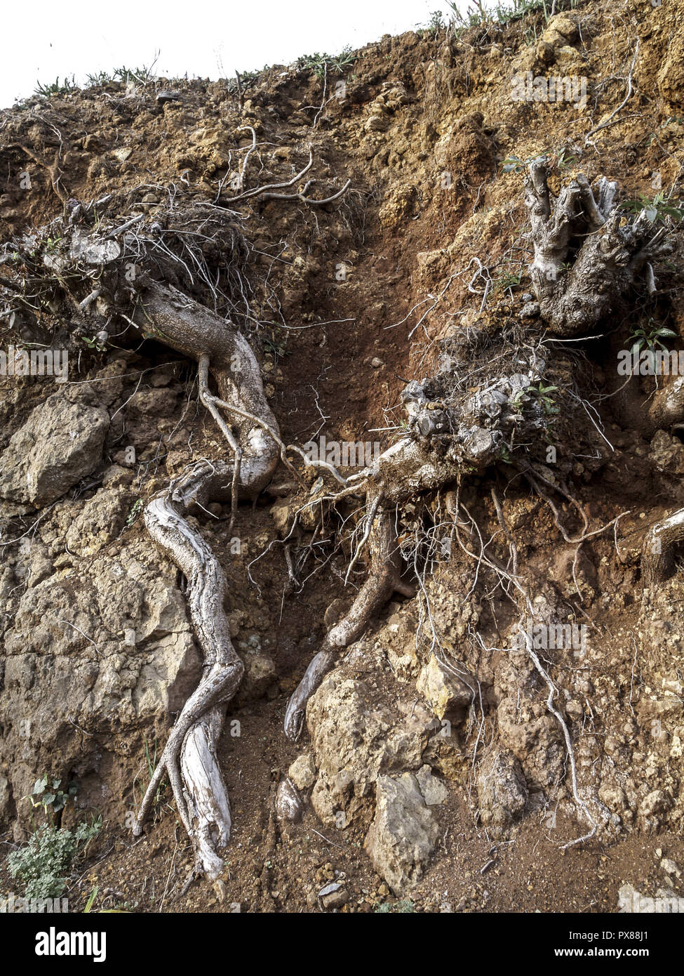 Tree roots, erosion, Portugal, Madeira, Monte Stock Photo - Alamy