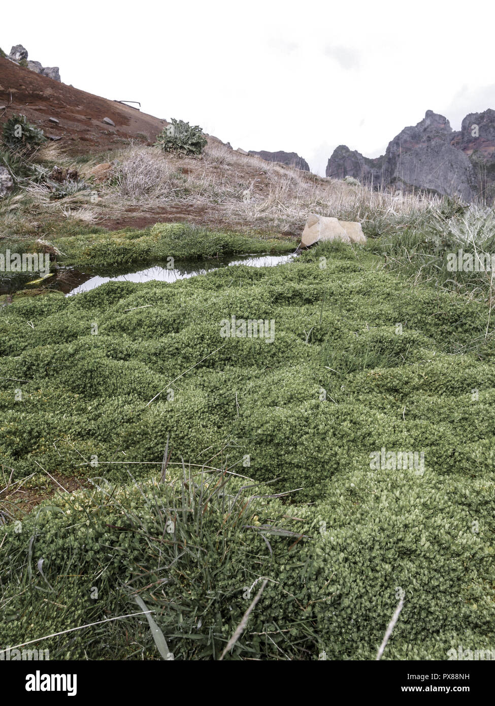 Landscape at Pico do Arieiro, small marsh, plants of Madeira, Portugal ...