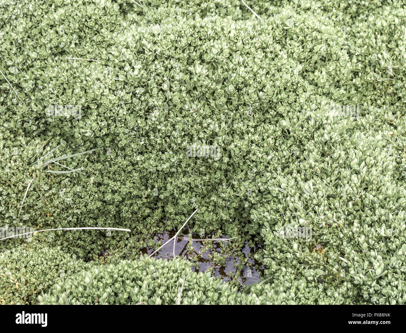 Plant, slough, plants of Madeira, Portugal, Madeira, Pico do Arieiro ...