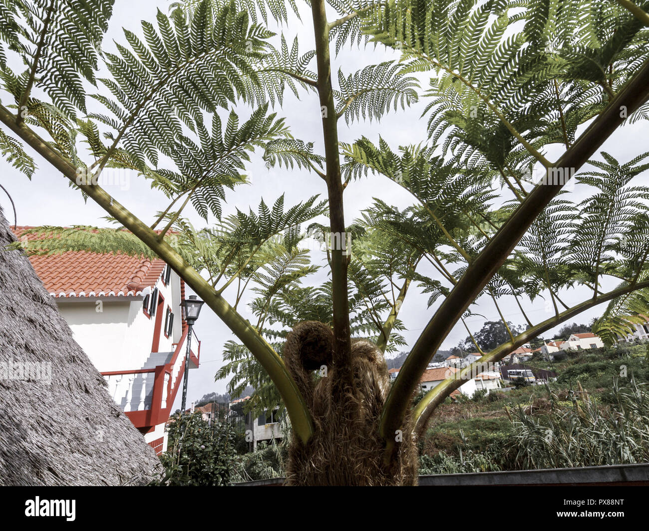 Tree fern, plants of Madeira, Portugal, Madeira, Santana Stock Photo ...