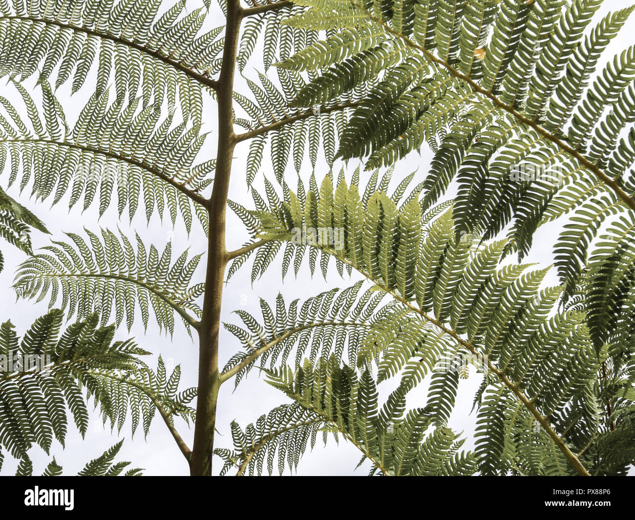 Tree fern, plants of Madeira, Portugal, Madeira, Santana Stock Photo ...