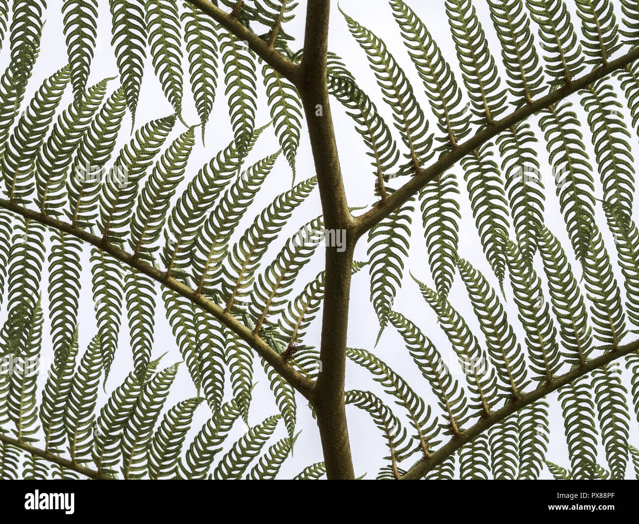 Tree fern, plants of Madeira, Portugal, Madeira, Santana Stock Photo ...
